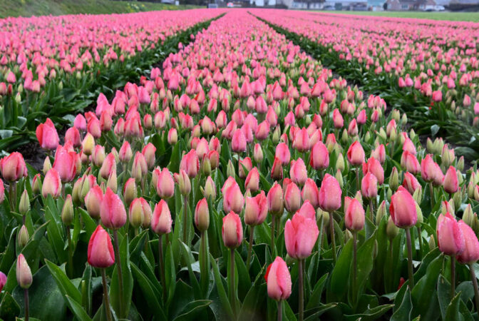 Kleurige bollenvelden in de Bollenstreek - Landgoed Keukenhof ...